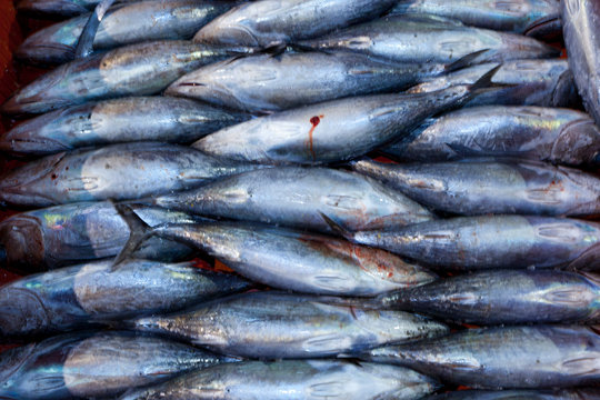 Albacore bilder – Bläddra bland 5,846 stockfoton, vektorer och videor ...