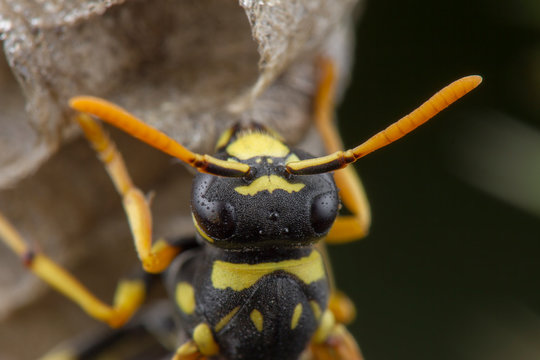 Galicus Images – Browse 11 Stock Photos, Vectors, and Video | Adobe Stock