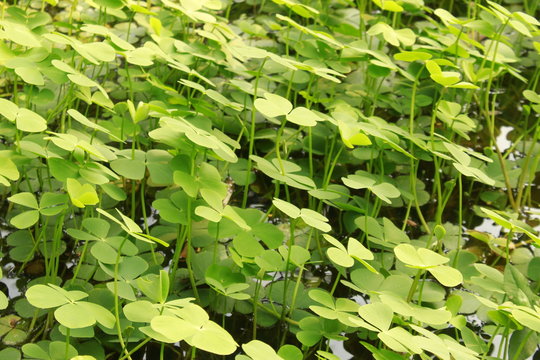 Marsilea Imagens – Procure 251 fotos, vetores e vídeos | Adobe Stock