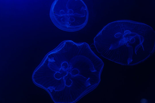 Turritopsis Images – Browse 95 Stock Photos, Vectors, and Video | Adobe ...