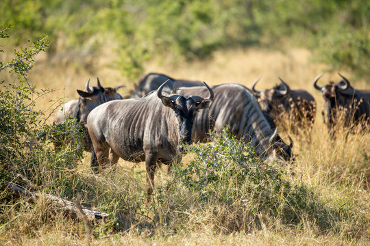 Gnus Bilder – Durchsuchen 50,908 Archivfotos, Vektorgrafiken und Videos ...