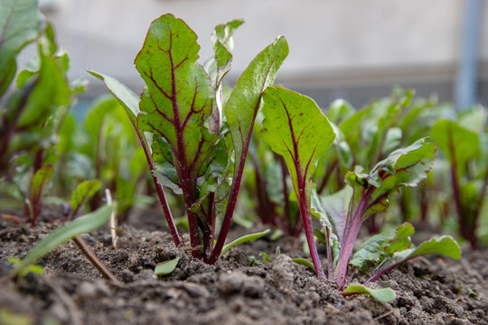 Burak bilder – Bläddra bland 800 stockfoton, vektorer och videor ...