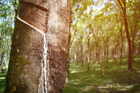 Rubber Tree Leaves Images – Browse 47,100 Stock Photos, Vectors, and ...