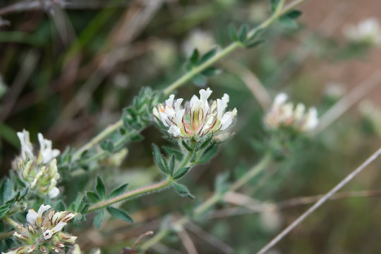 "Hairy Canary Clover"-Bilder: Stock-Fotos & -Videos. | Adobe Stock