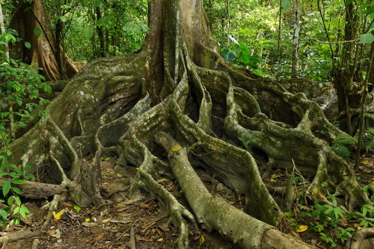 Buttress Roots In The Tropical Rainforest
