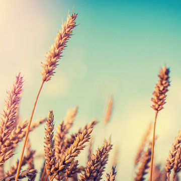 Gerstenfeld Bilder – Durchsuchen 261,017 Archivfotos, Vektorgrafiken ...