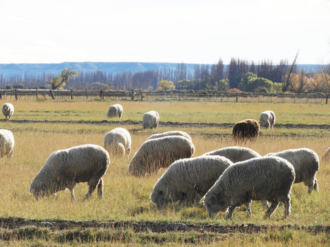 Obejas Images – Browse 113 Stock Photos, Vectors, and Video | Adobe Stock