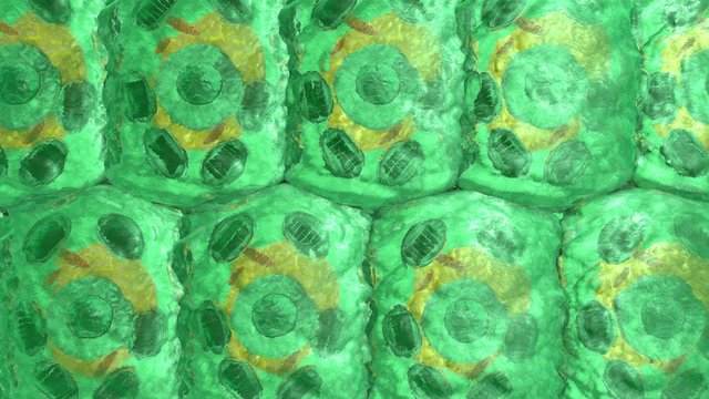 รูปภาพChloroplast – เลือกดูภาพถ่ายสต็อก เวกเตอร์ และวิดีโอ4,672 | Adobe ...