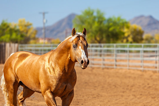 「Stalion」の写真素材 | 490件の無料イラスト画像 | Adobe Stock