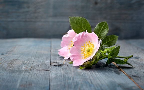「Flovers」の写真素材 | 3,327件の無料イラスト画像 | Adobe Stock