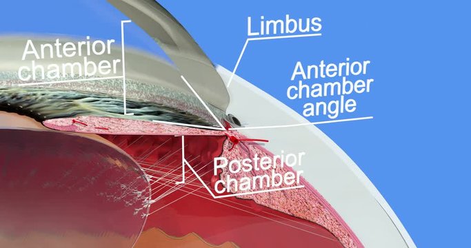 "Zonule Of Zinn" Images – Browse 157 Stock Photos, Vectors, and Video ...