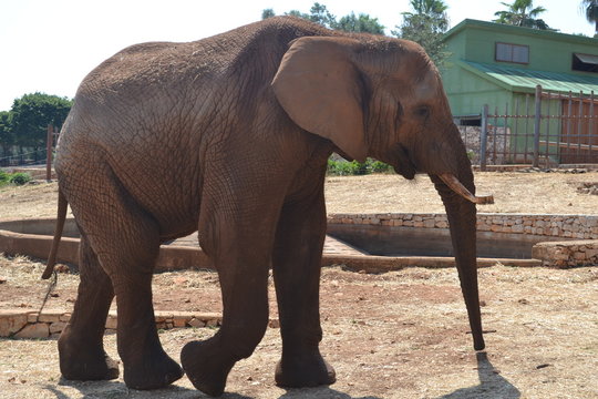Pachiderma 画像 - 参照 820 Stock 写真、ベクターおよびビデオ | Adobe Stock