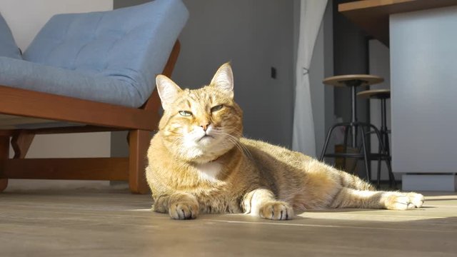 "Smart Cat" Images – Browse 1,897 Stock Photos, Vectors, and Video ...
