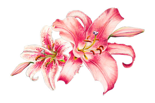 Single Lilly Images – Browse 8,113 Stock Photos, Vectors, and Video ...