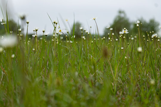 Grassfield Images – Browse 3,127 Stock Photos, Vectors, and Video ...