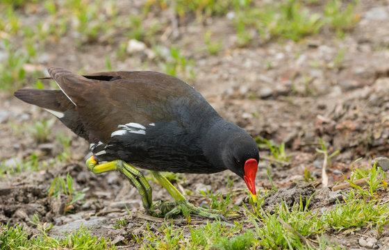 รูปภาพKurka – เลือกดูภาพถ่ายสต็อก เวกเตอร์ และวิดีโอ567 | Adobe Stock