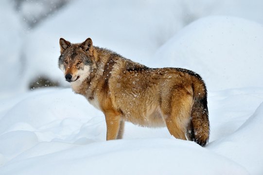 "Canis Lupus Lupus" Bilder – Durchsuchen 4,980 Archivfotos ...