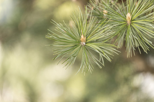 Zirbenbaum Bilder – Durchsuchen 1,423 Archivfotos, Vektorgrafiken und ...