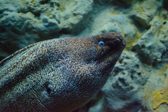 Murena Images – Browse 437 Stock Photos, Vectors, and Video | Adobe Stock