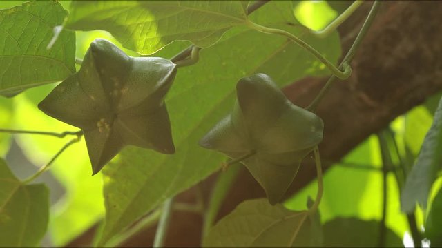 Inca Inchi Images – Browse 1,618 Stock Photos, Vectors, and Video ...