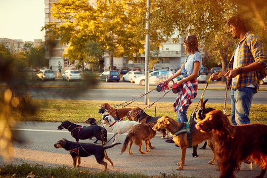 How Many Dogs Can A Professional Dog Walker Walk