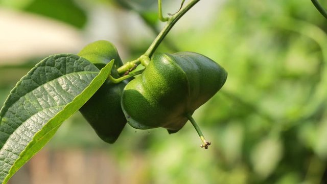 Inca Inchi Images – Browse 1,618 Stock Photos, Vectors, and Video ...