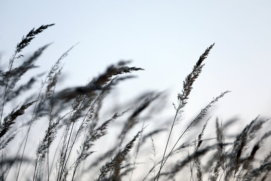 Steppengras 이미지 – 찾아보기 321 스톡 사진, 벡터 및 비디오 | Adobe Stock