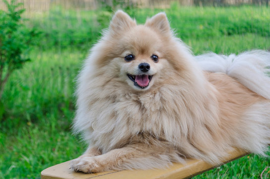 Shpitz Images – Browse 347 Stock Photos, Vectors, and Video | Adobe Stock