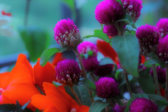 St Lucia National Flower Marguerite | Best Flower Site