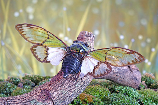 Cicada Flying Images – Browse 7,627 Stock Photos, Vectors, and Video ...
