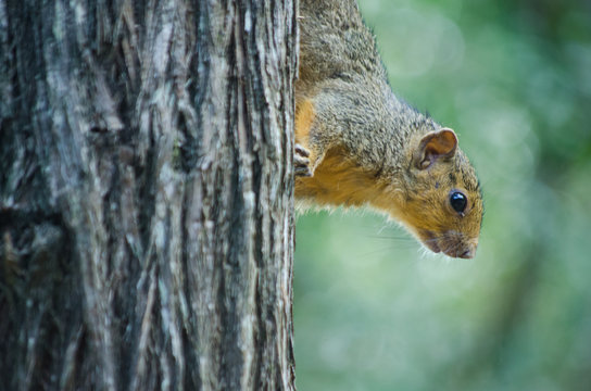 African Tree Squirrel Images – HD & 4K Photos Free to Download | PikWizard