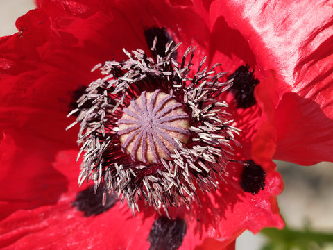 Arznei-Mohn Bilder – Durchsuchen 68 Archivfotos, Vektorgrafiken und ...