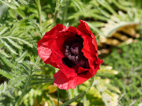 Arznei-Mohn Bilder – Durchsuchen 68 Archivfotos, Vektorgrafiken und ...