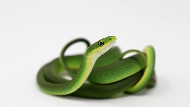 Rough Green Snake Pet