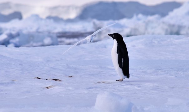 "Snow Petrel" Bilder – Durchsuchen 145 Archivfotos, Vektorgrafiken und ...