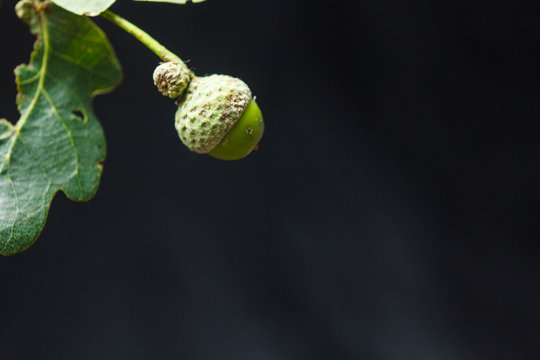 รูปภาพLeaf-Bearing – เลือกดูภาพถ่ายสต็อก เวกเตอร์ และวิดีโอ204 | Adobe ...