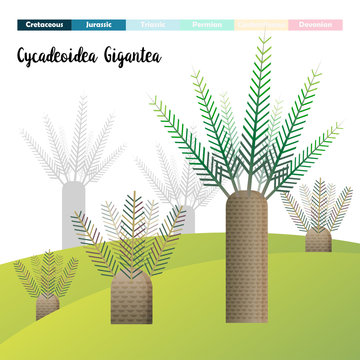 「Cycadeoidea」の写真素材 | 15件の無料イラスト画像 | Adobe Stock