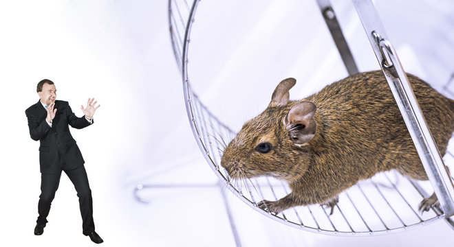 Musophobia Bilder – Durchsuchen 127 Archivfotos, Vektorgrafiken und ...