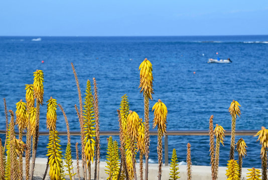 Kathalai Imagens – Procure 115 fotos, vetores e vídeos | Adobe Stock