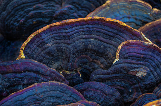 รูปภาพPhellinus – เลือกดูภาพถ่ายสต็อก เวกเตอร์ และวิดีโอ305 | Adobe Stock