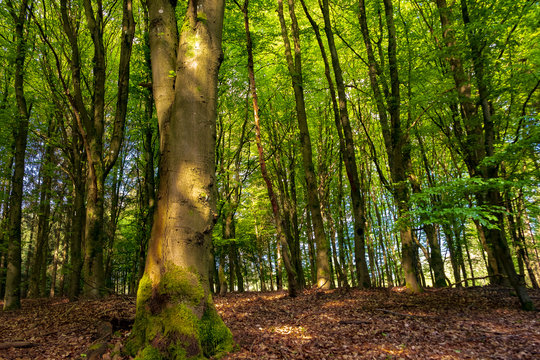 Florest Images – Browse 10 Stock Photos, Vectors, and Video | Adobe Stock