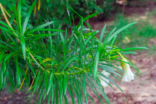 Kaniara Images – Browse 47 Stock Photos, Vectors, and Video | Adobe Stock