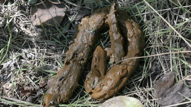 "Human Feces" Images – Browse 544 Stock Photos, Vectors, and Video | Adobe Stock