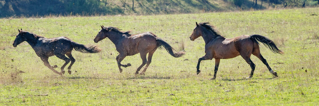 4,950 BEST Horse Running Forward IMAGES, STOCK PHOTOS & VECTORS | Adobe ...