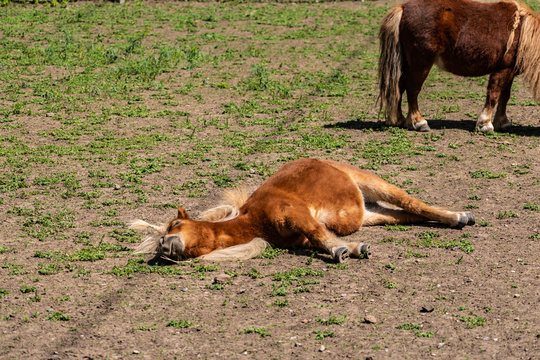 Solipeds Images – Browse 31 Stock Photos, Vectors, and Video | Adobe Stock