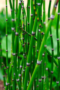 รูปภาพArthrophyta – เลือกดูภาพถ่ายสต็อก เวกเตอร์ และวิดีโอ454 | Adobe Stock