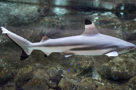 รูปภาพKnorpelfisch – เลือกดูภาพถ่ายสต็อก เวกเตอร์ และวิดีโอ103 | Adobe ...