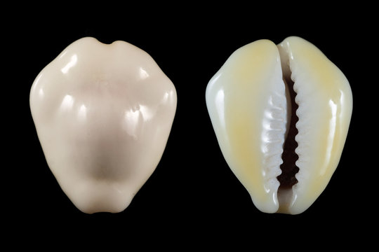 Cauris Images – Parcourir 4,511 le catalogue de photos, vecteurs et ...