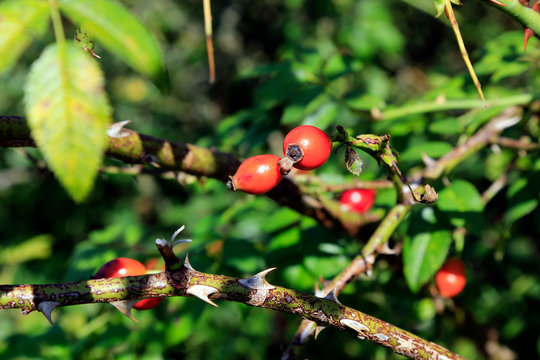 Hiffen bilder – Bläddra bland 323 stockfoton, vektorer och videor ...