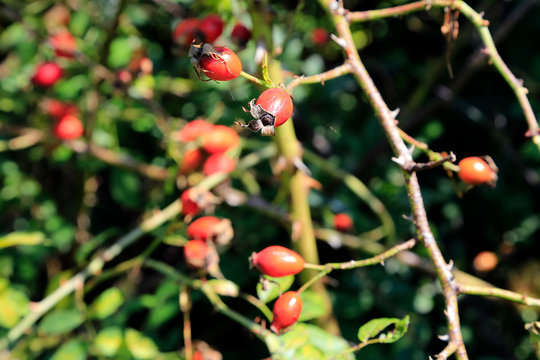 Hiffen bilder – Bläddra bland 323 stockfoton, vektorer och videor ...